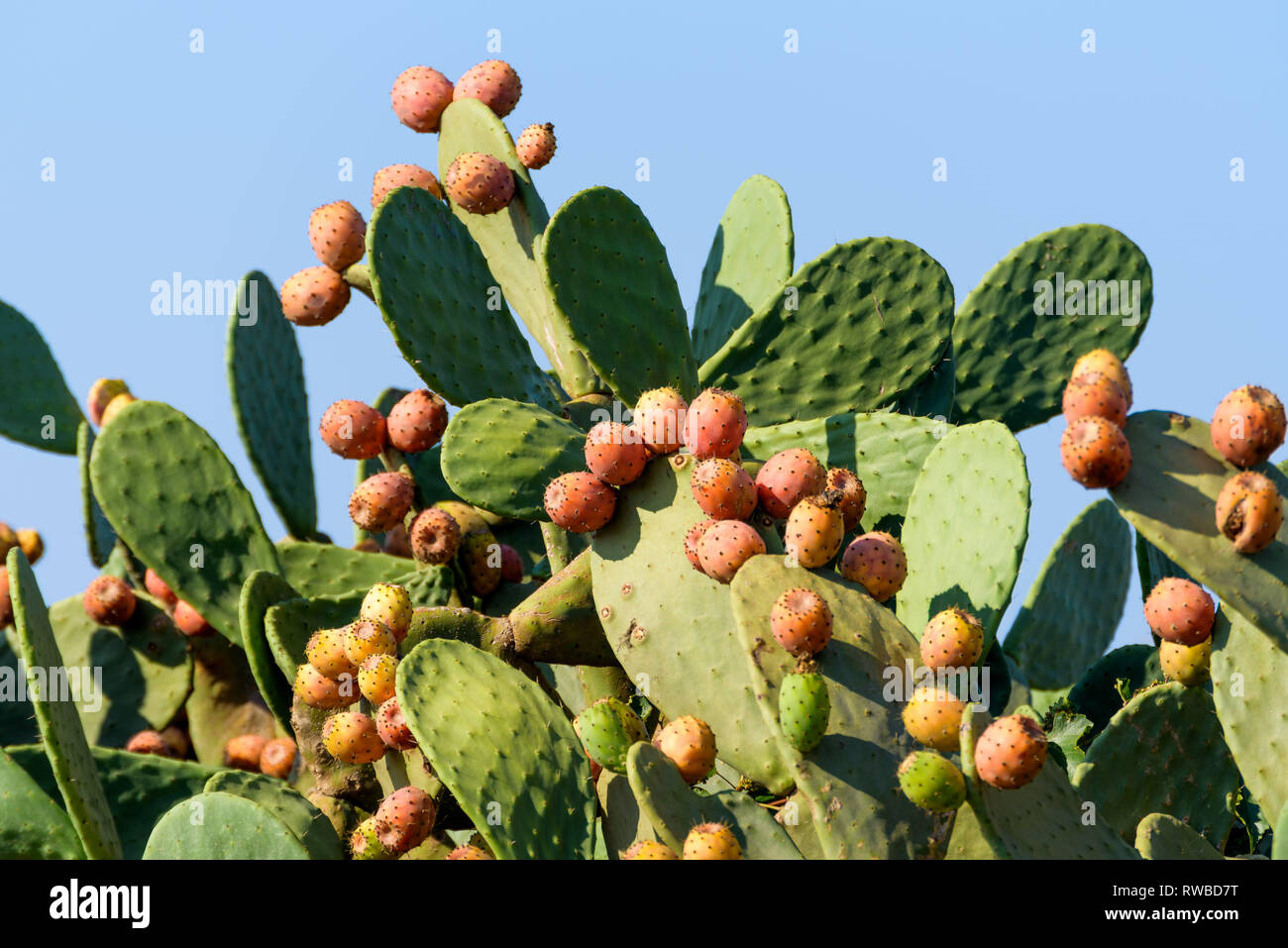 Close up on green prickly pears (Opuntia ficus indica) also known as ...