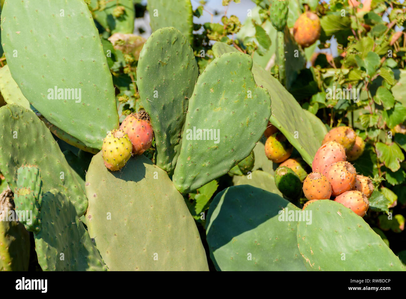 Barbary fig tree hi-res stock photography and images - Alamy