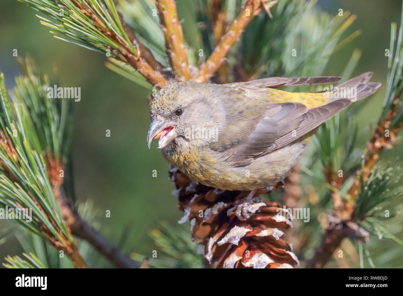 Female red crossbill hi-res stock photography and images - Alamy