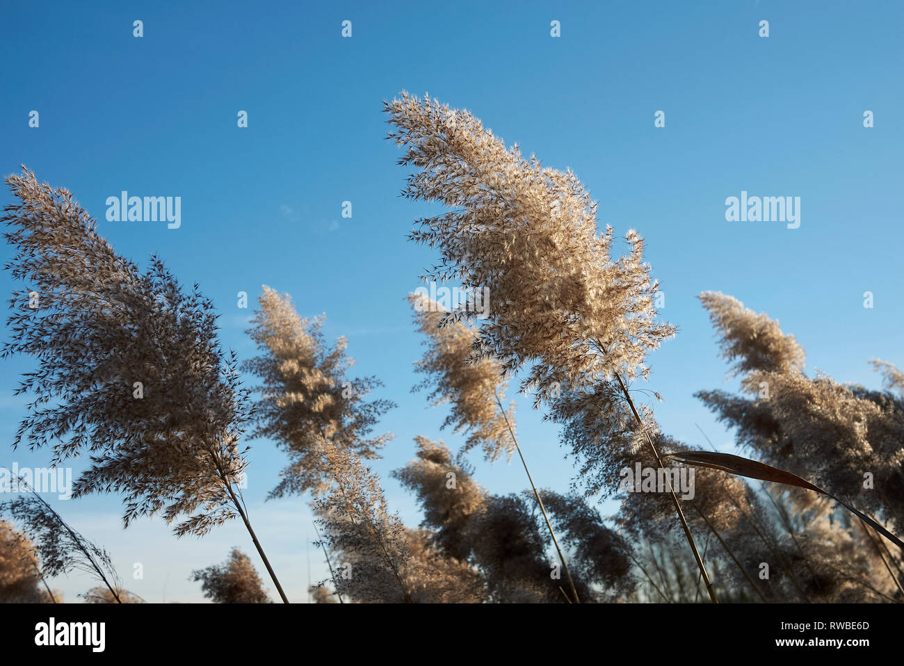 Phragmites australis plant in winter Stock Photo - Alamy