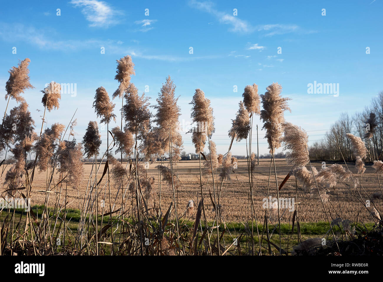 Phragmites australis plant in winter Stock Photo - Alamy