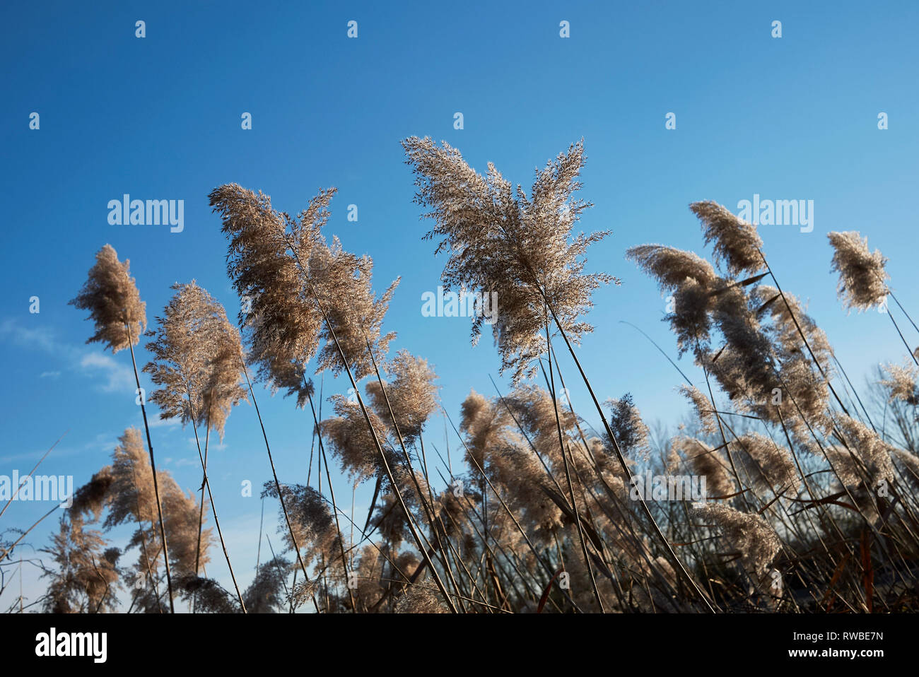 Phragmites australis hi-res stock photography and images - Alamy
