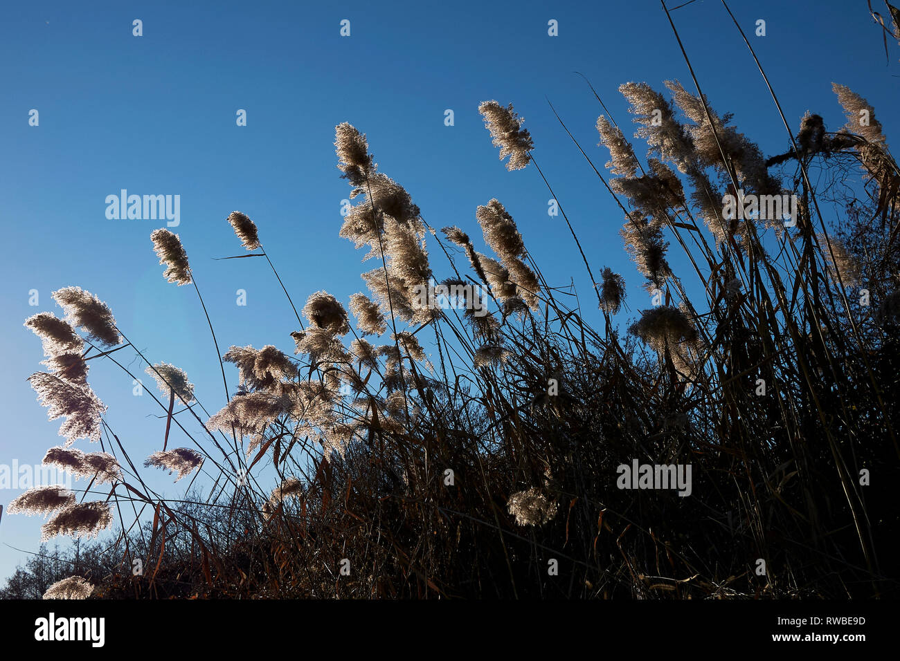 Phragmites australis plant in winter Stock Photo - Alamy