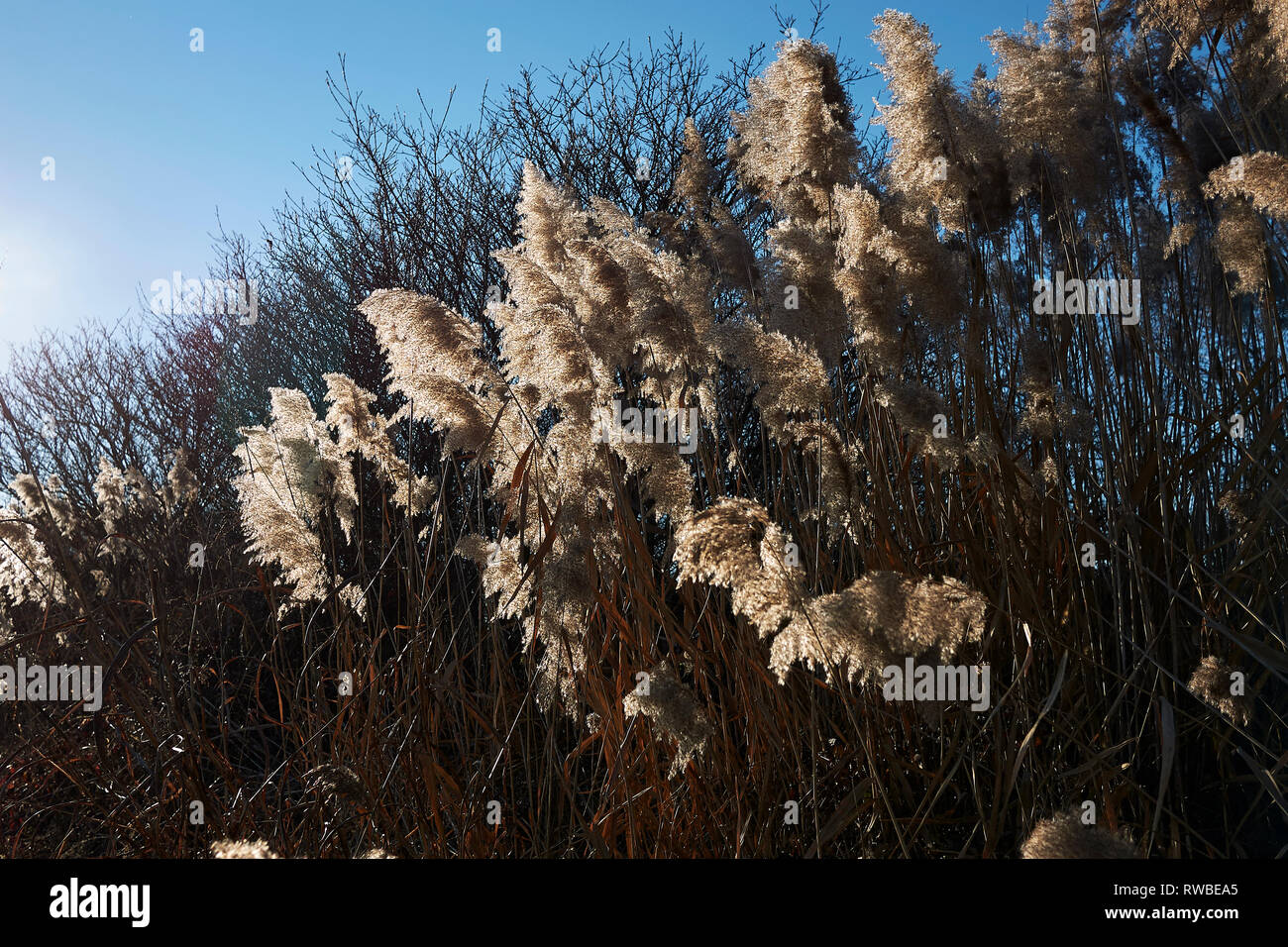 Phragmites australis plant in winter Stock Photo - Alamy