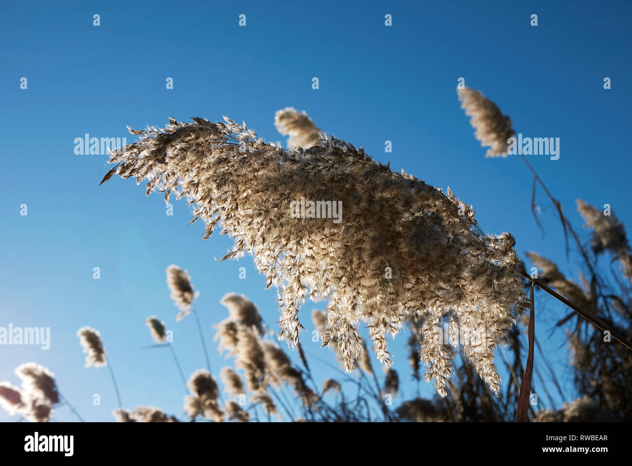 Phragmites australis plant in winter Stock Photo - Alamy