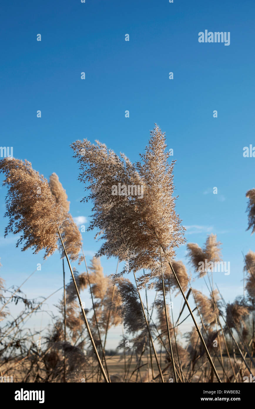 Phragmites australis plant in winter Stock Photo - Alamy