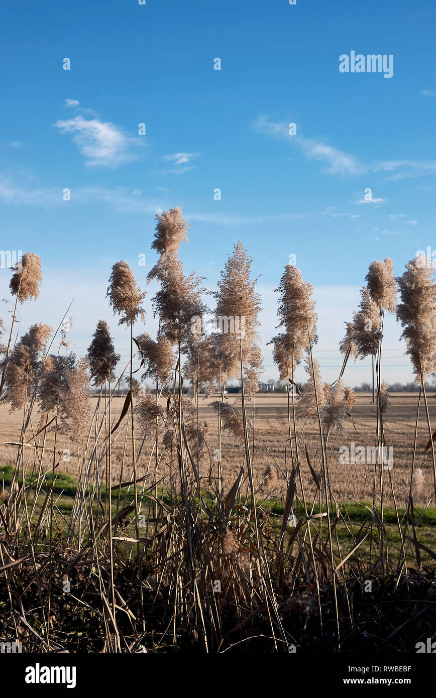 Phragmites australis plant in winter Stock Photo - Alamy