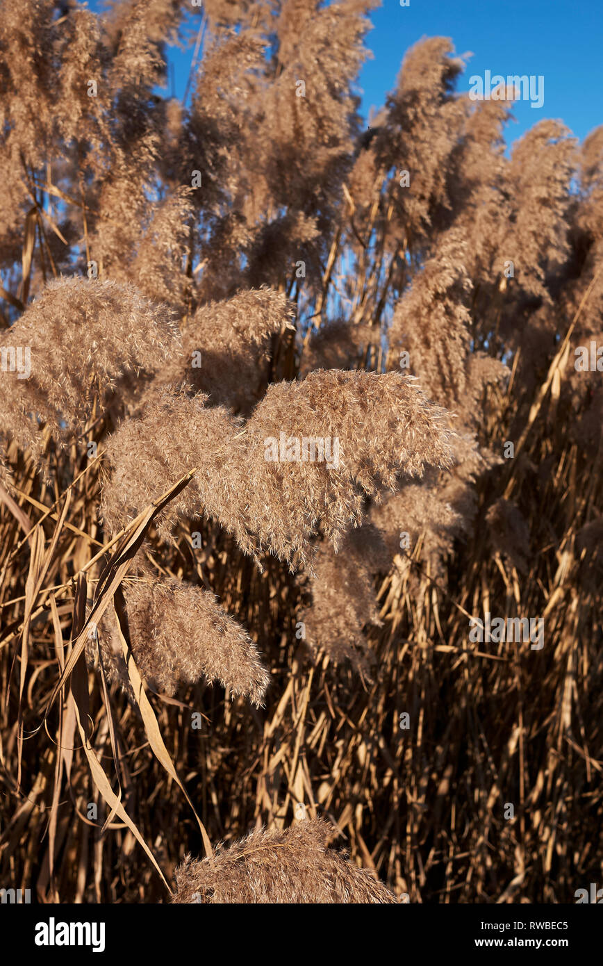 Phragmites australis plant in winter Stock Photo - Alamy