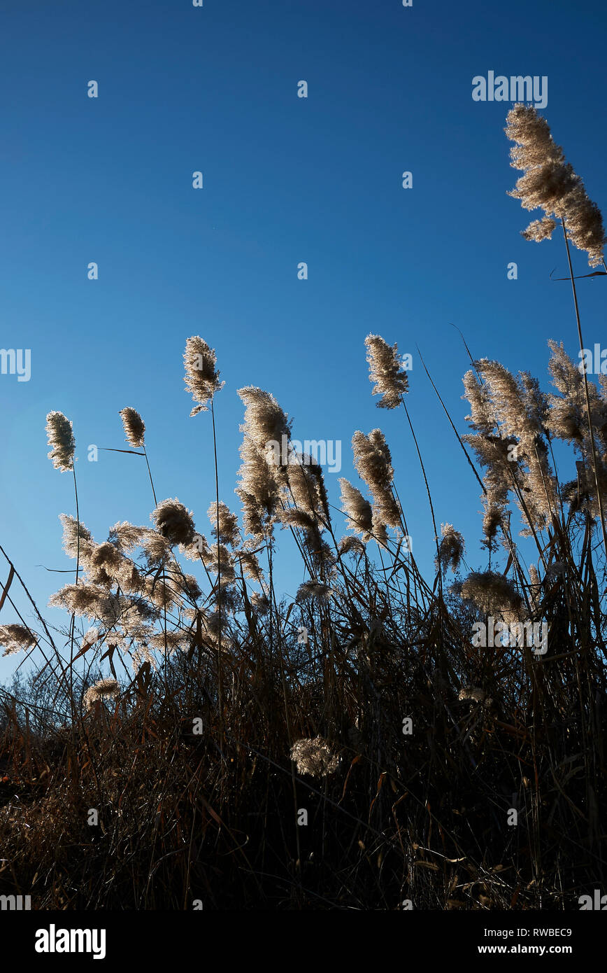Phragmites australis plant in winter Stock Photo - Alamy