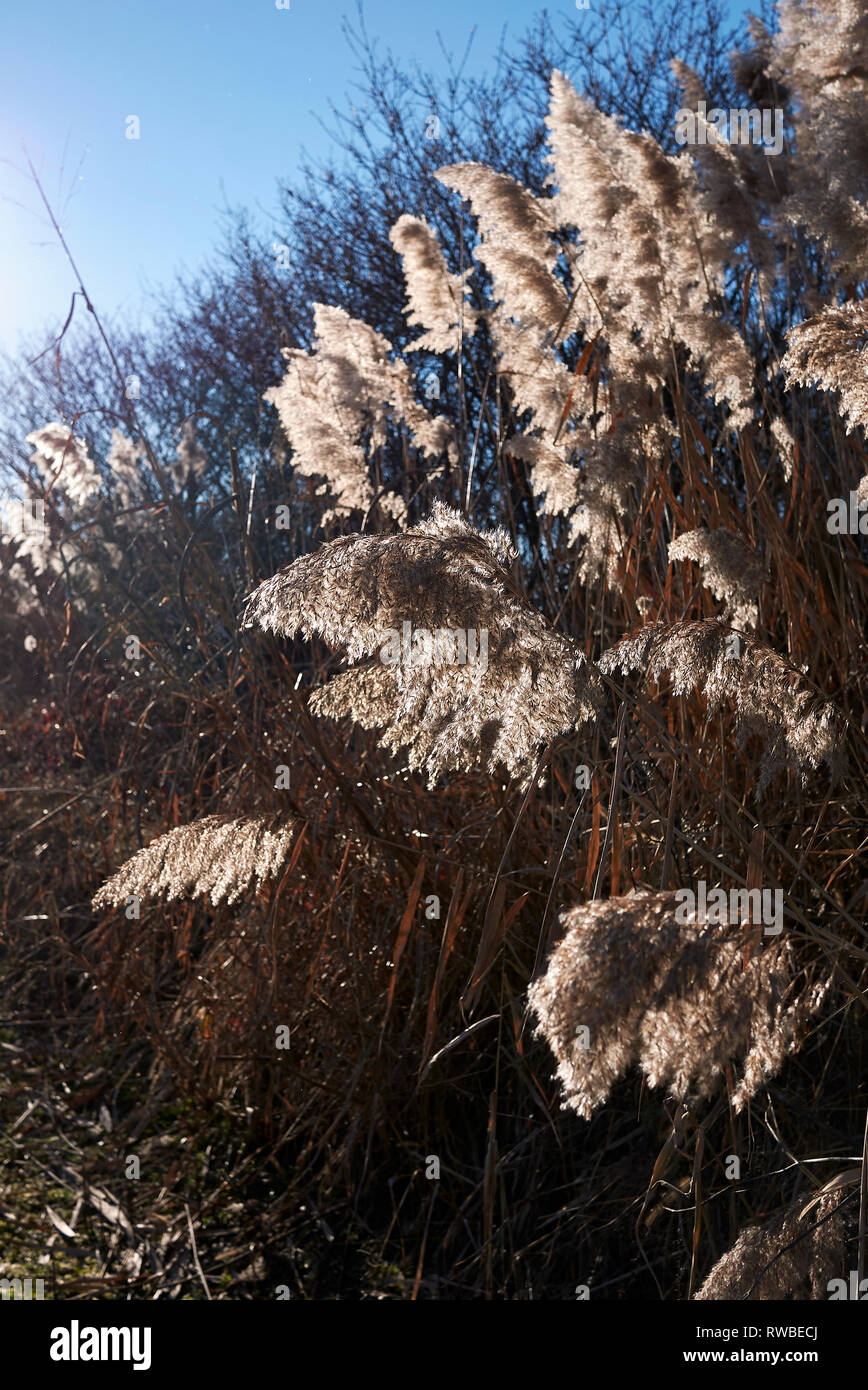 Phragmites plant hi-res stock photography and images - Alamy