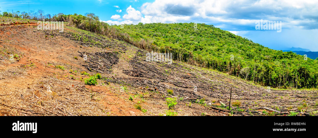 Eucalyptus forest deforestation hi-res stock photography and images - Alamy