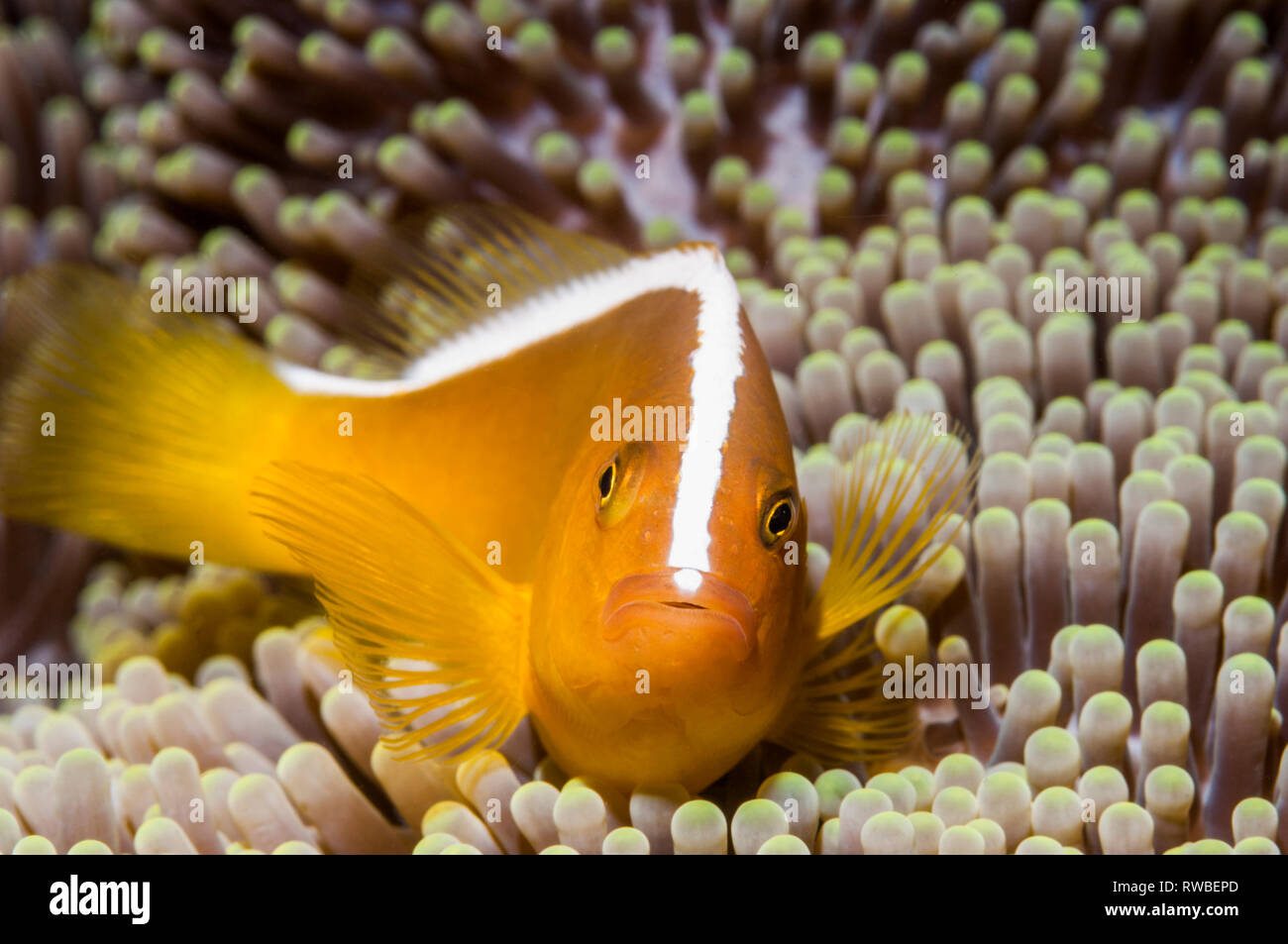 Orange Skunk Clownfish
