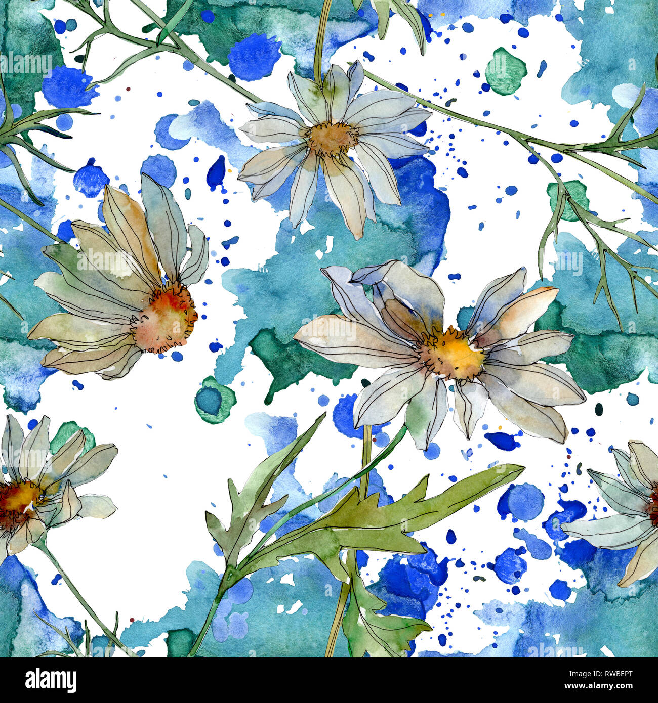 Daisy floral botanical flower. Wild spring leaf wildflower isolated ...