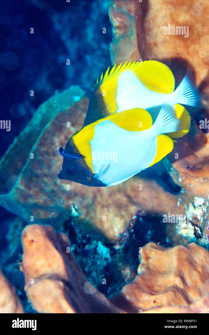 Pyramid butterflyfish [Hemitaurichthys polylepis} with a cleaner wrasse ...