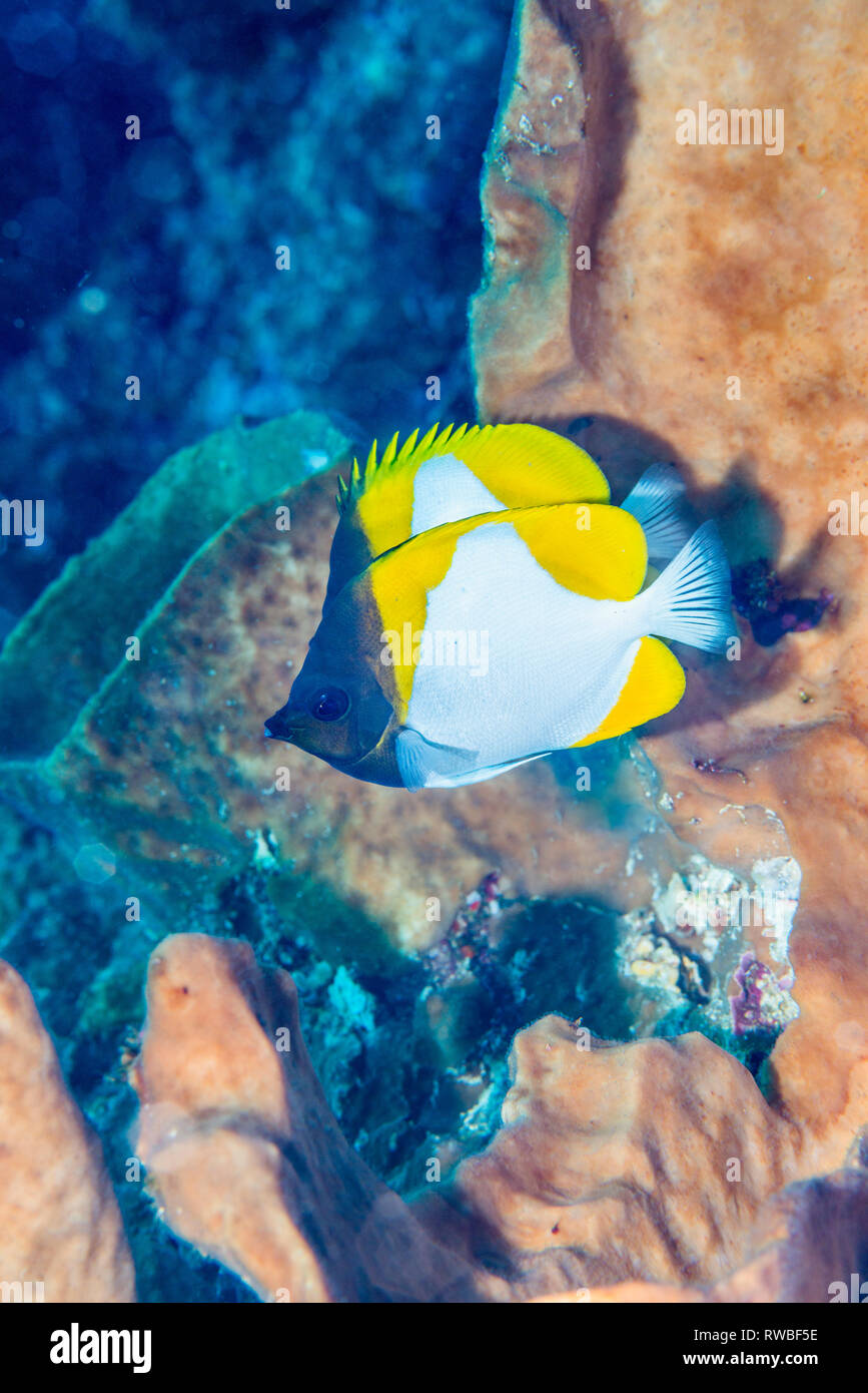 Pyramid butterflyfish [Hemitaurichthys polylepis}. North Sulawesi ...