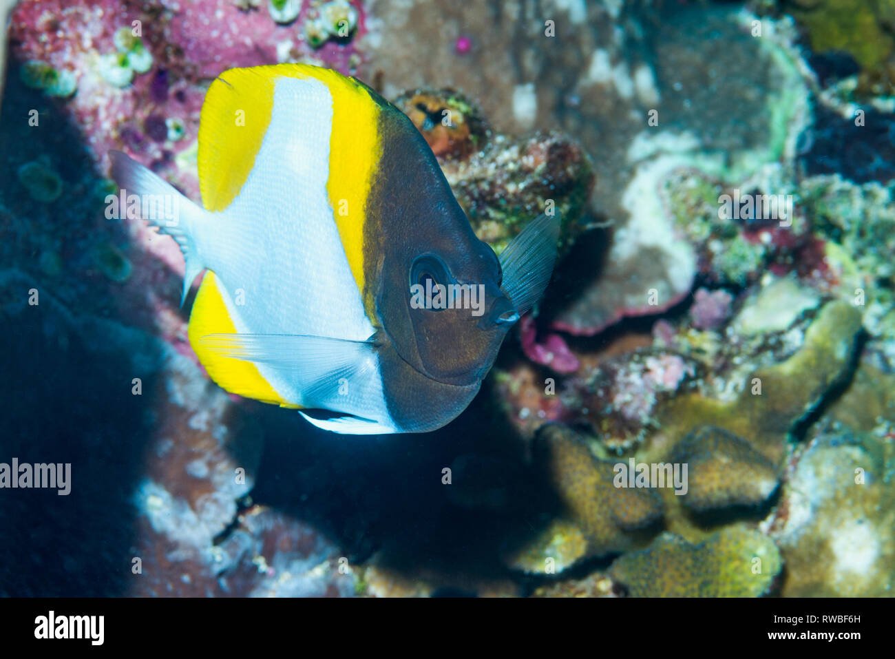 Pyramid butterflyfish [Hemitaurichthys polylepis}. North Sulawesi ...