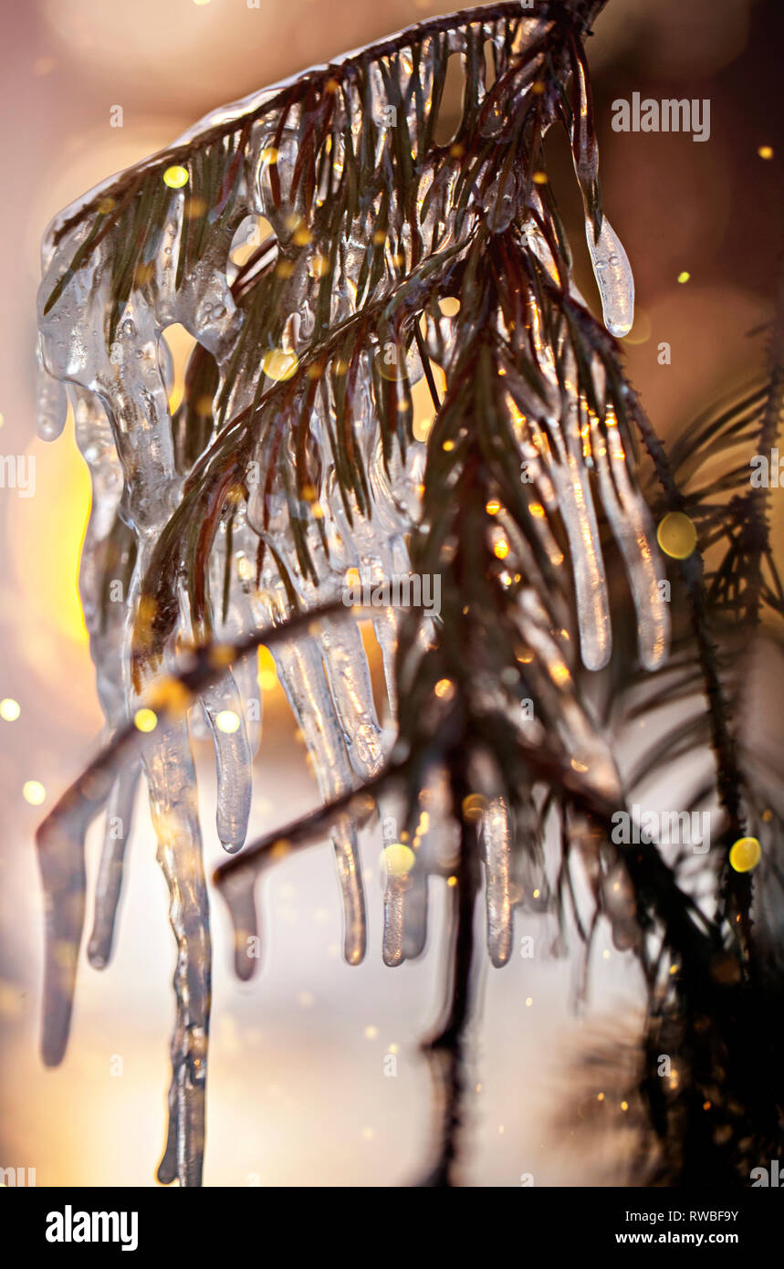 Pinebranch hi-res stock photography and images - Alamy