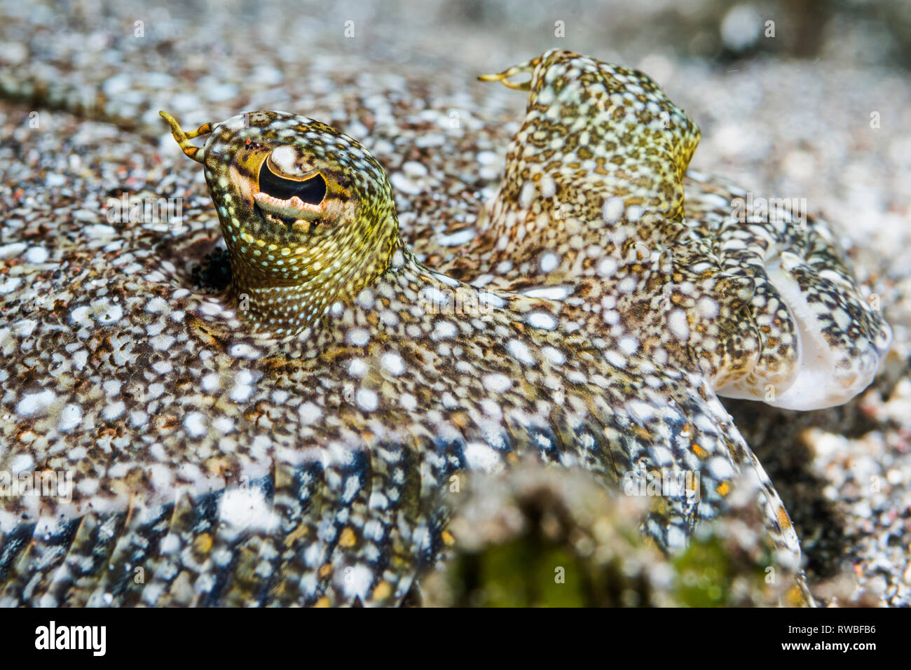 Leopard flounder [Bothus pantherinus] camouflaged on sand. North ...