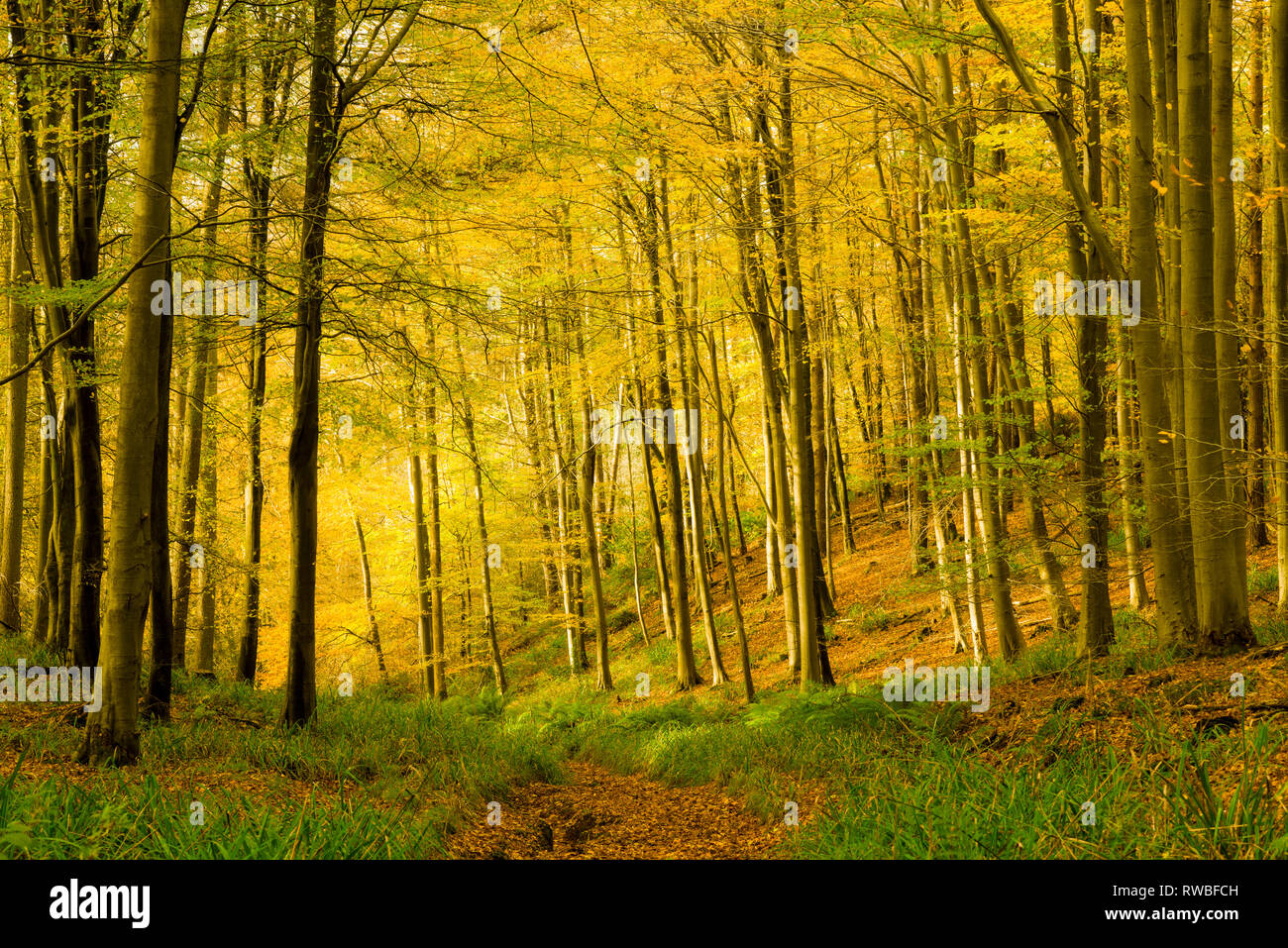 European beech trees hi-res stock photography and images - Alamy