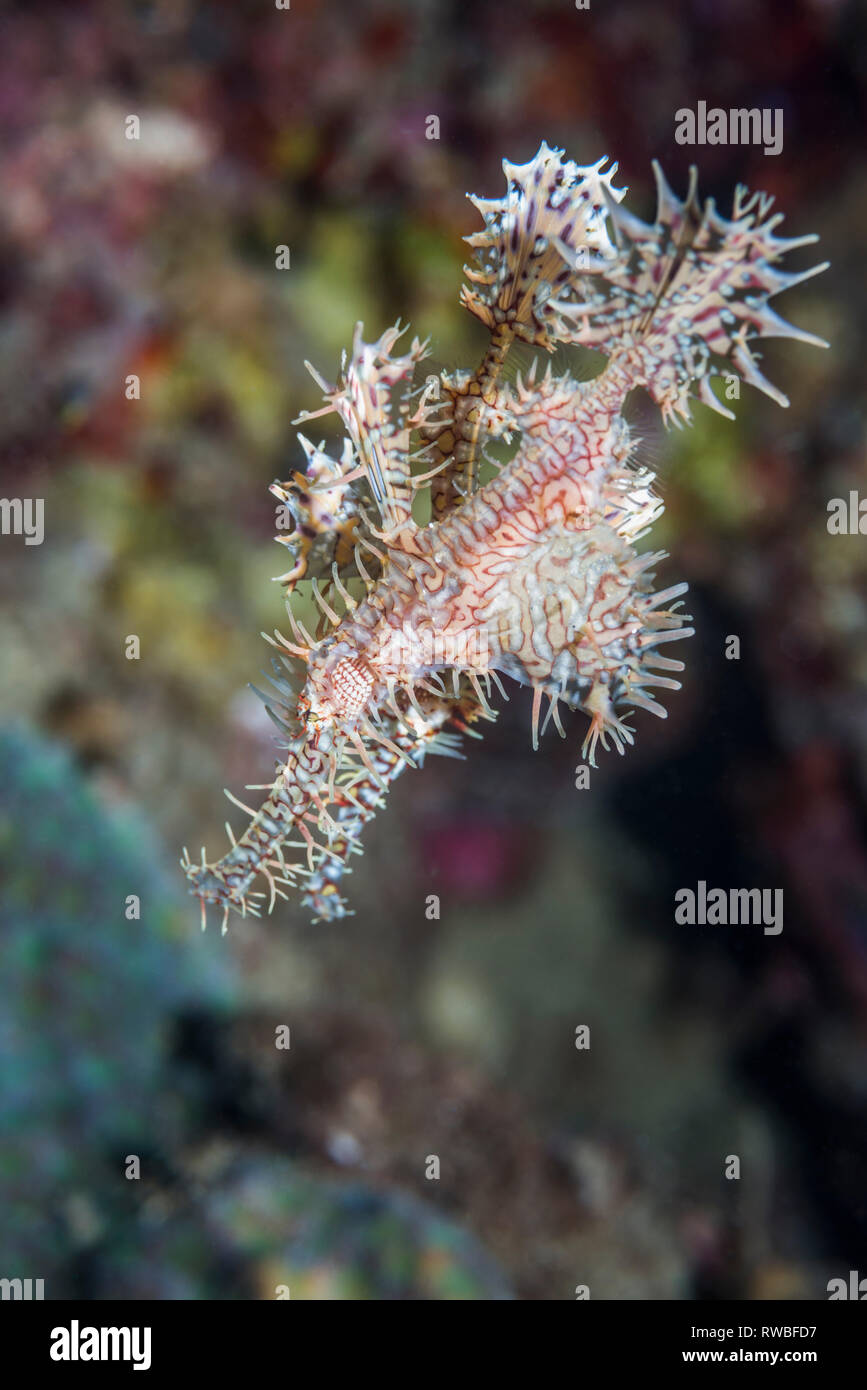 Pelvic fins hi-res stock photography and images - Alamy