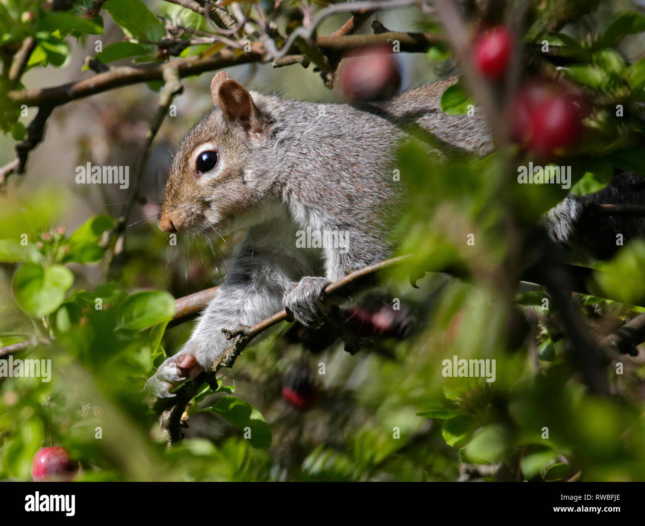 Bushy tailed grey squirrel hi-res stock photography and images - Alamy