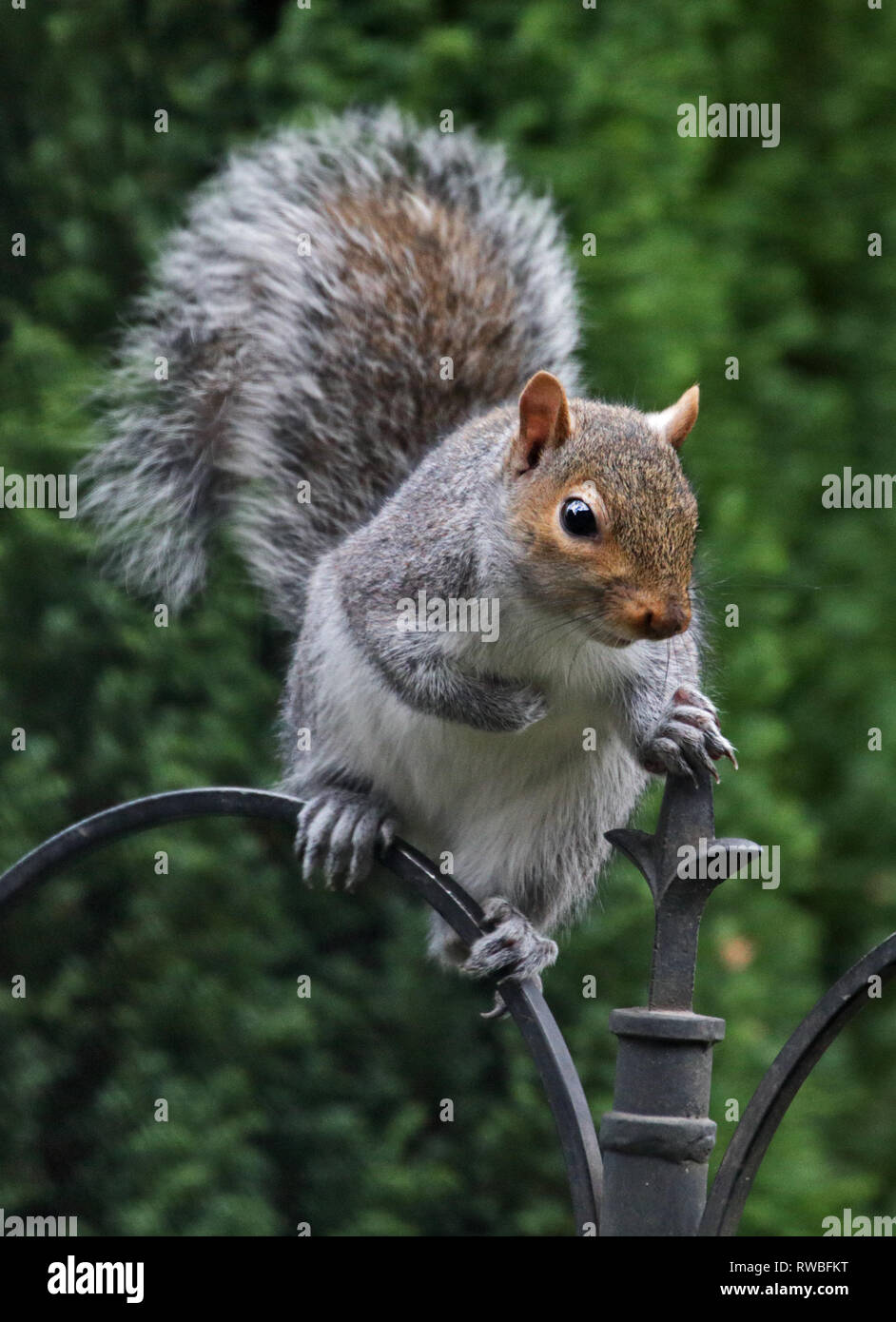 Squirrels sit hi-res stock photography and images - Alamy