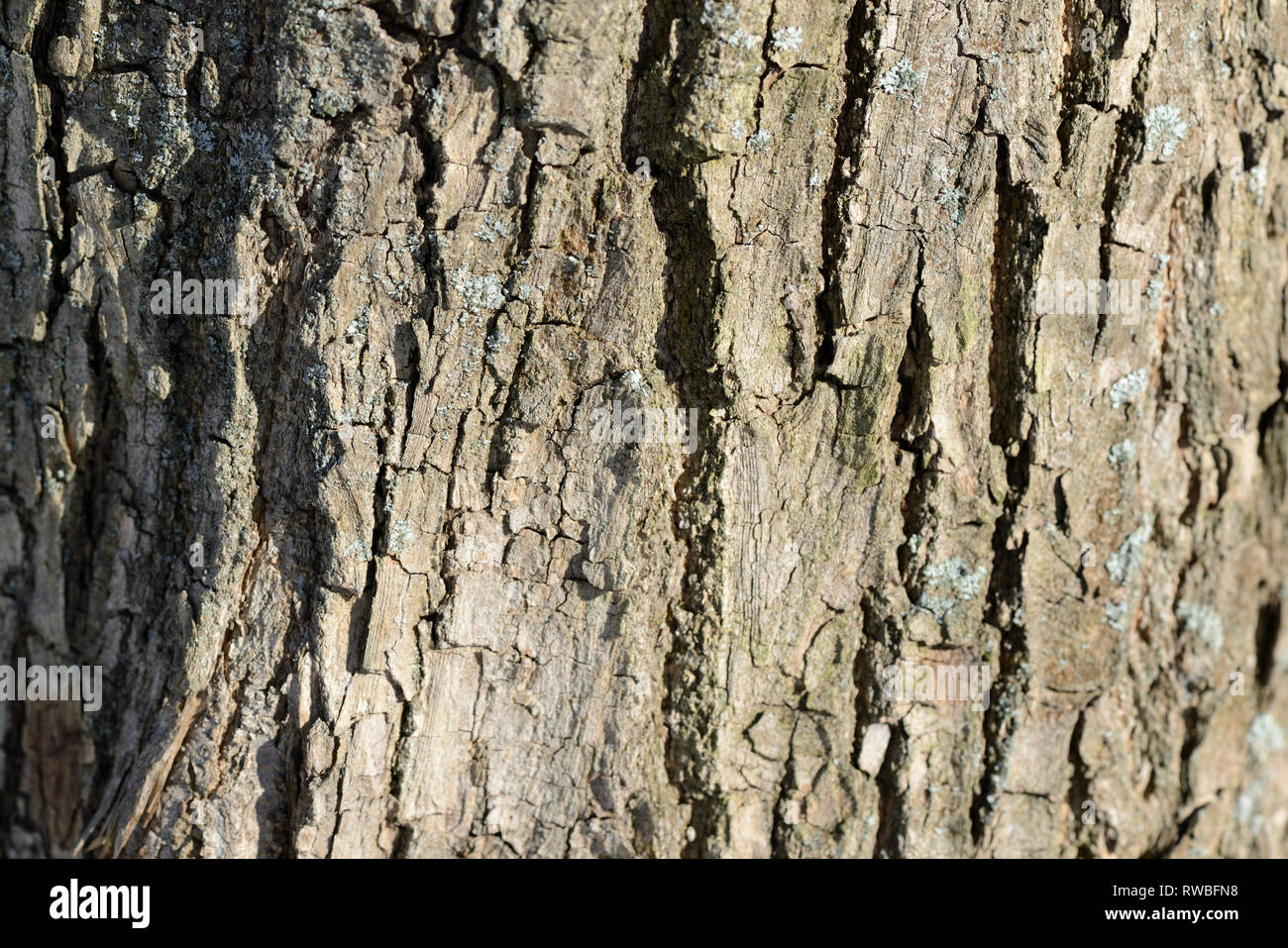 Tree bark illuminated by the sun texture background close up Stock ...