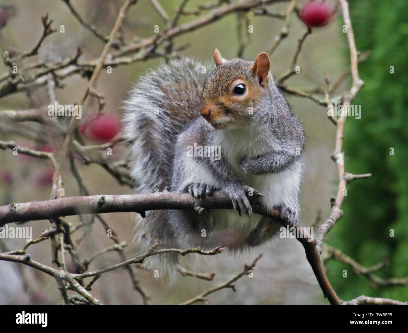 Grey squirrel profile hi-res stock photography and images - Alamy