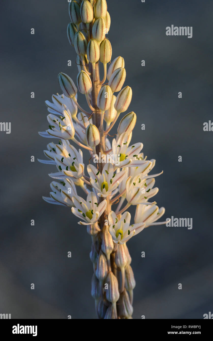 Sea Squill (Urginea maritima) (Drimia maratima), flower Stock Photo - Alamy
