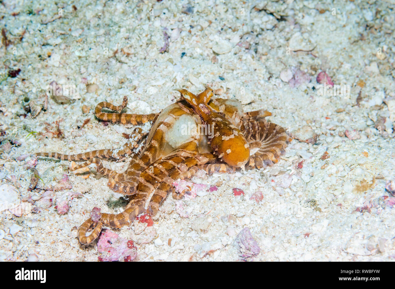 Wonderpus (Wunderpus photogenicus) carrying eggs. West Papua, Indonesia ...