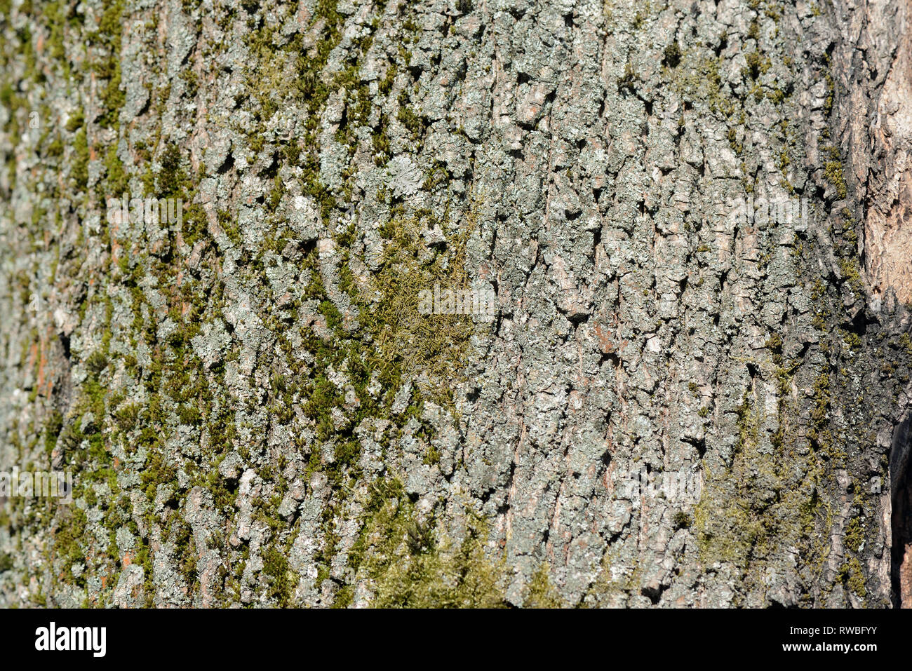 Tree bark covered with green moss texture background close up Stock Photo - Alamy