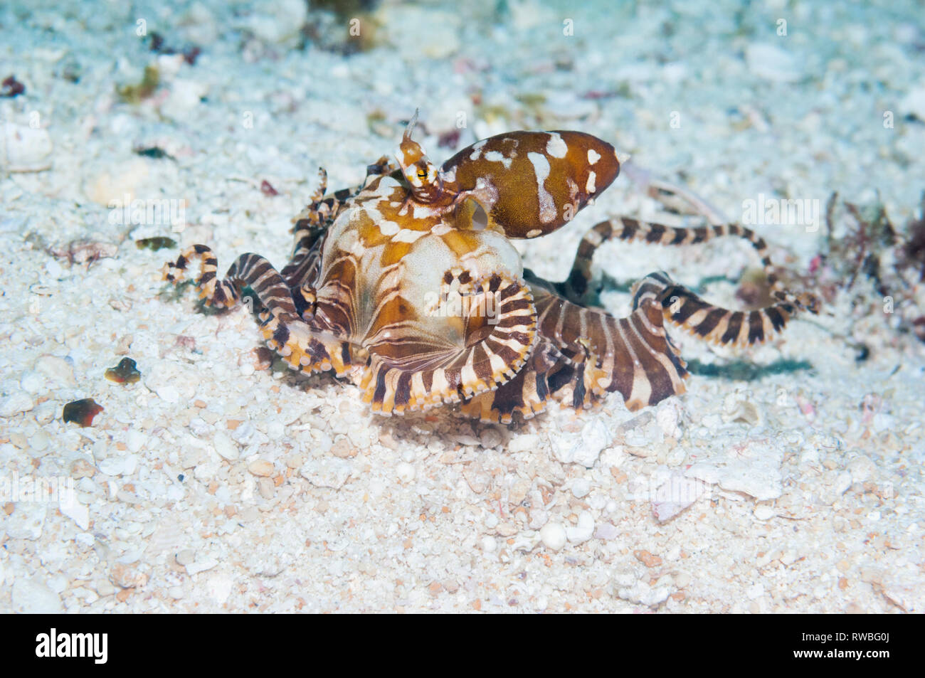 Octopus eggs hi-res stock photography and images - Alamy