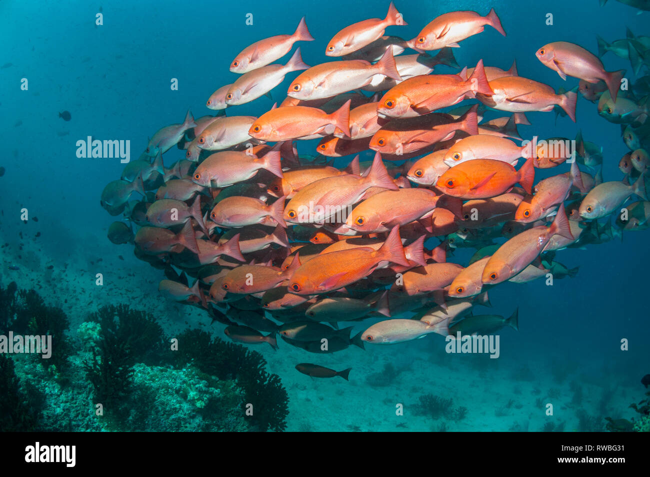 Pinjalo snapper [Pinjalo lewsi]. West Papua, Indonesia Stock Photo - Alamy