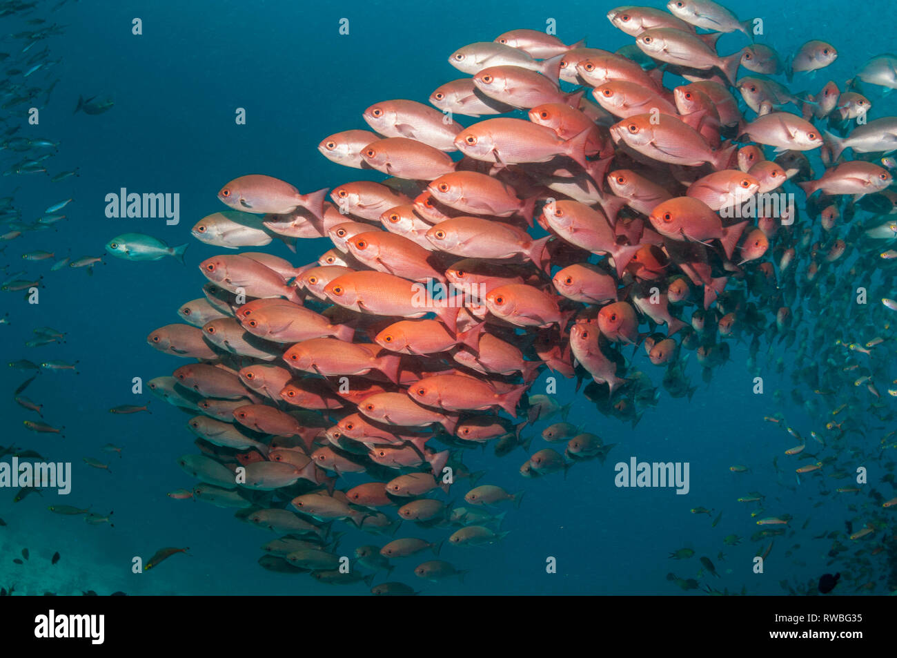 Pinjalo snapper [Pinjalo lewsi]. West Papua, Indonesia Stock Photo - Alamy
