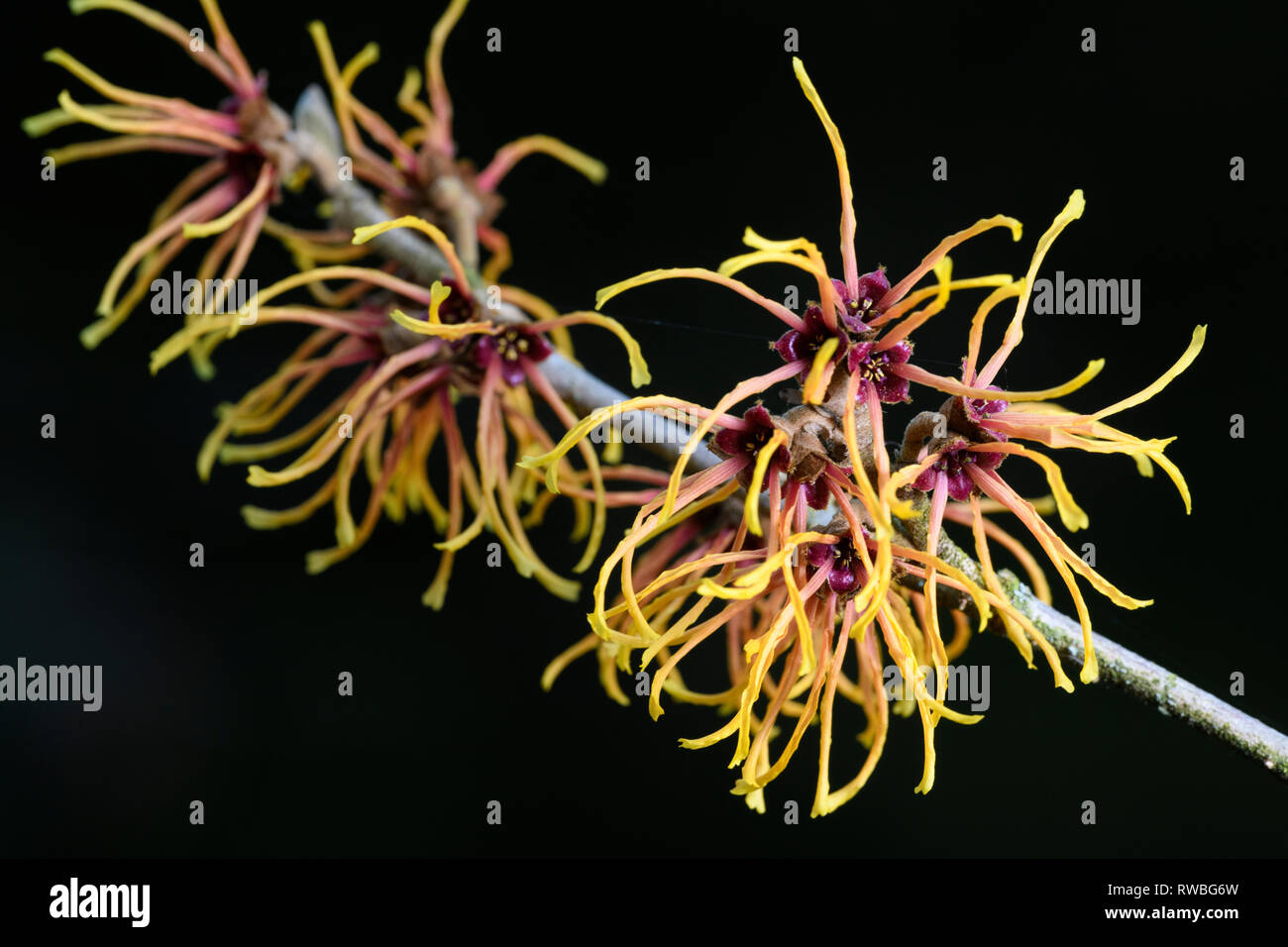 Yellow Witch Hazel, (Hamamelis X intermedia) Arnolds Promise, flowers ...