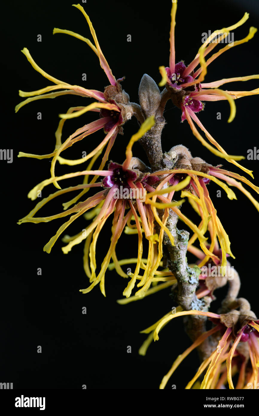 Yellow Witch Hazel, (Hamamelis X intermedia) Arnolds Promise, flowers ...