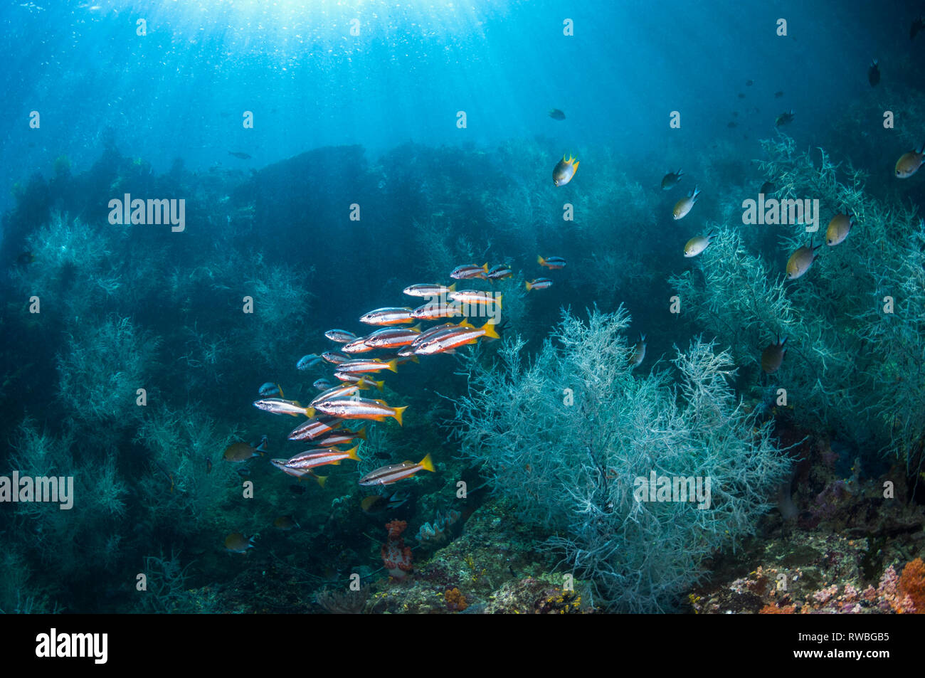 Two-spot banded snapper [Lutjanus biguttatus] over coral reef with ...