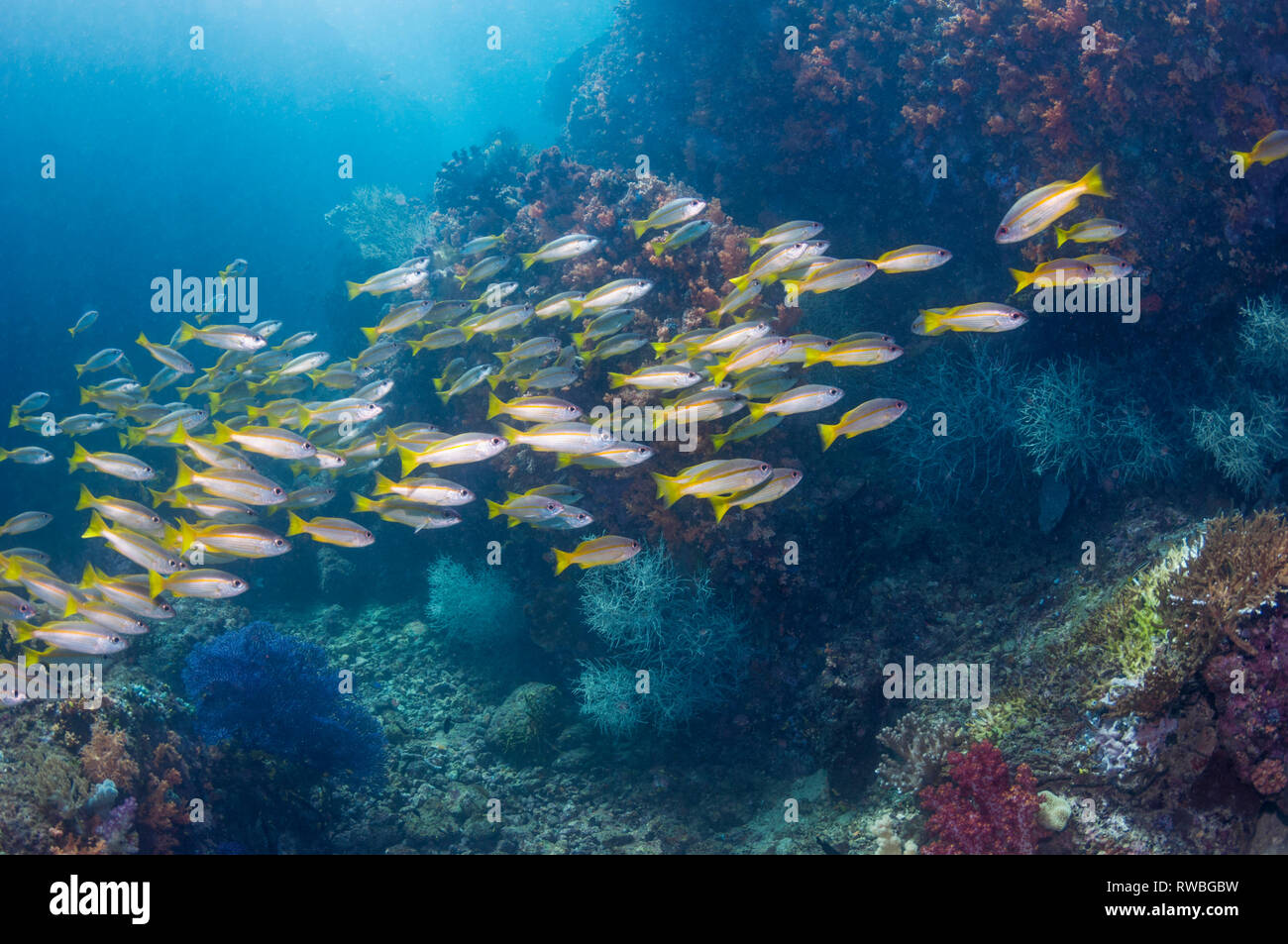 Coral reef scenery with Bigeye snappers [Lutjanus lutjanus]. West Papua ...