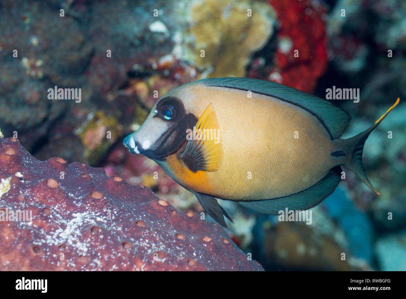 Acanthurus pyroferus hi-res stock photography and images - Alamy