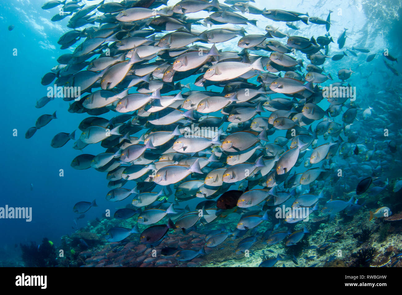 A school of Elongate surgeonfish [Acanthurus mata] over coral reef ...