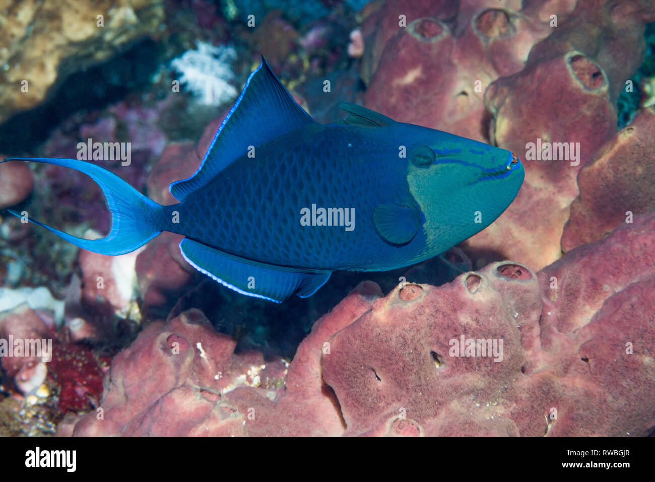 Redtooth triggerfish, Blue triggerfish [Odonus niger]. North Sulawesi ...