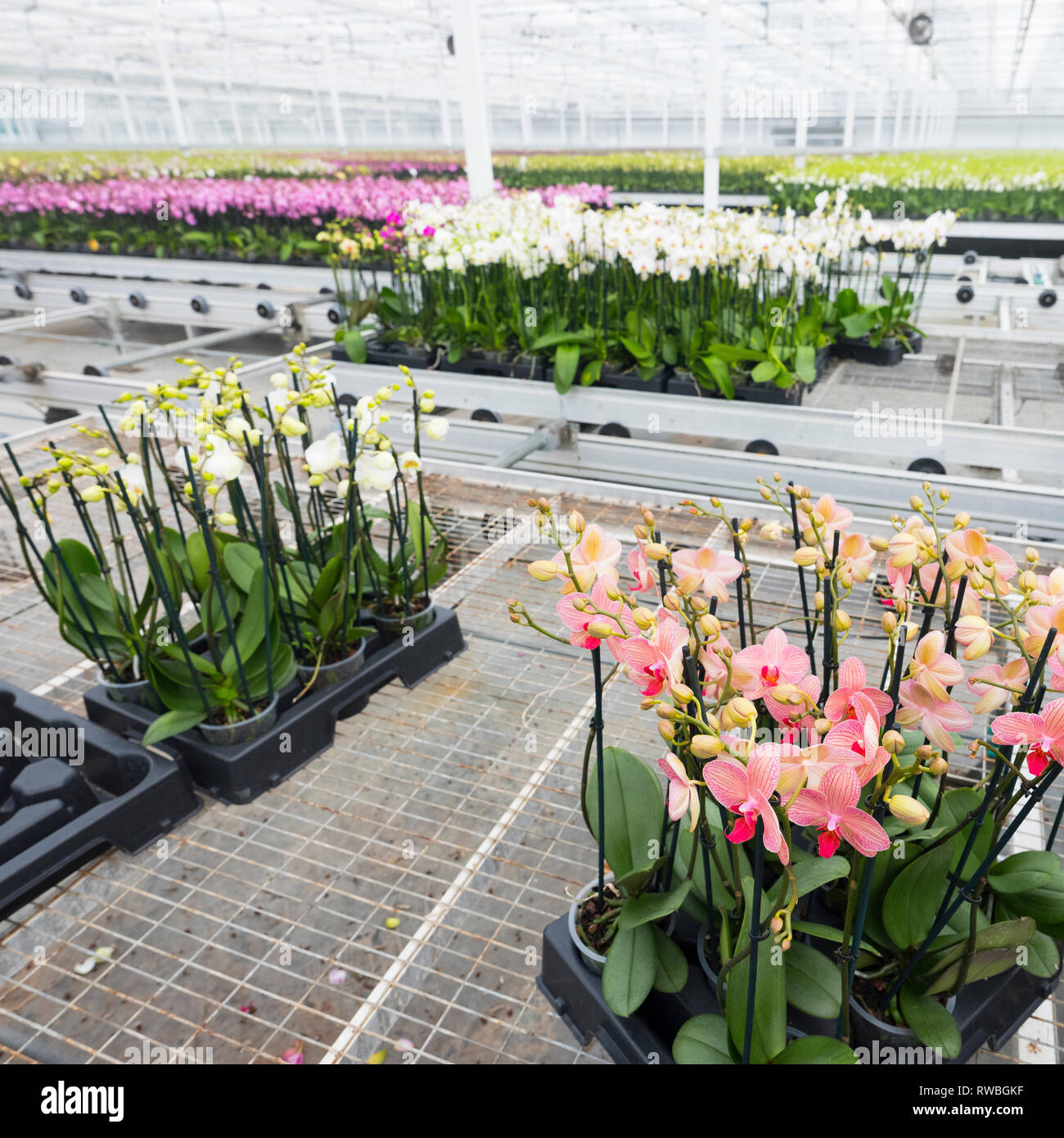 Greenhouse interior orchids hi-res stock photography and images - Alamy