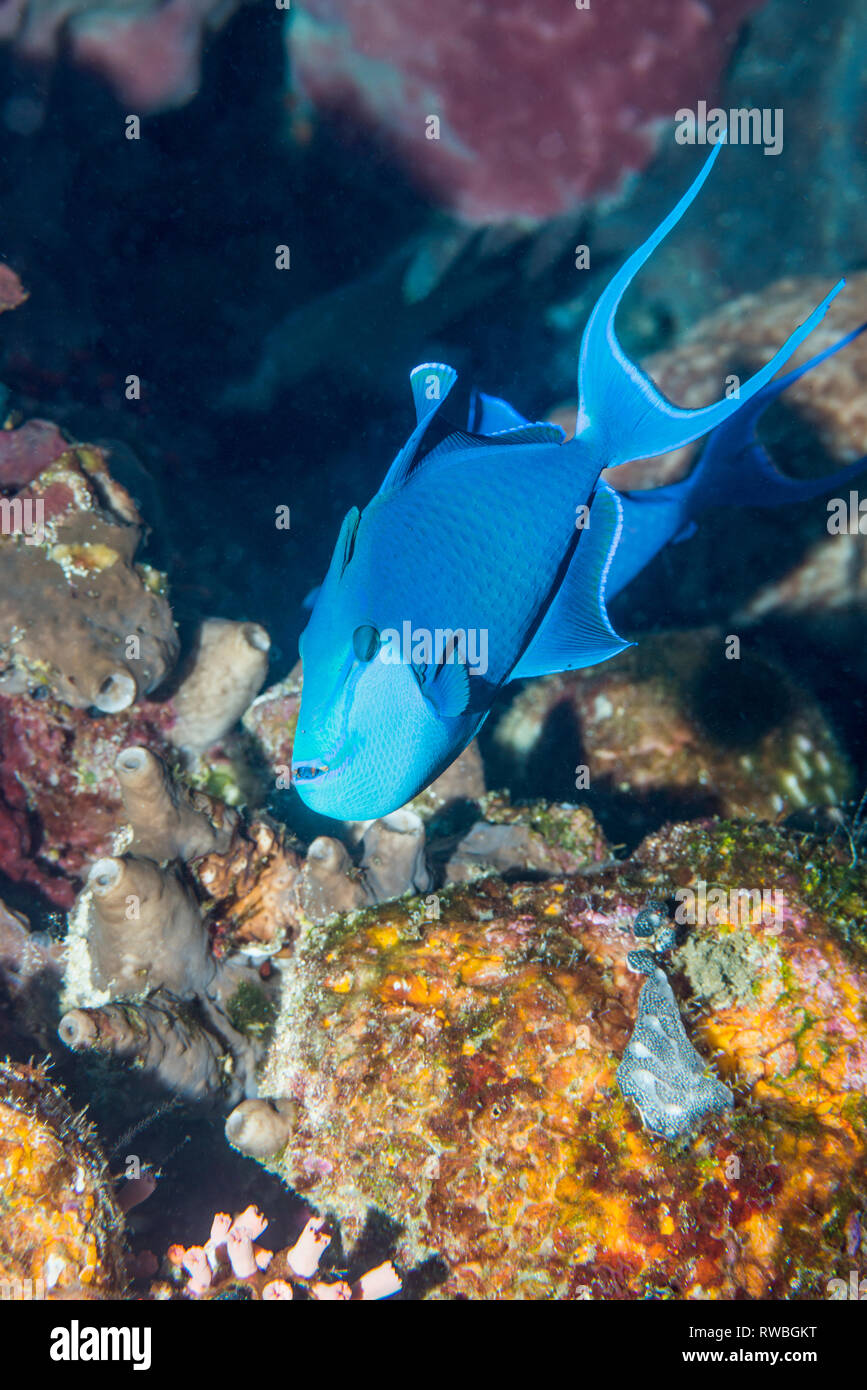 Redtooth trigger fish hi-res stock photography and images - Alamy
