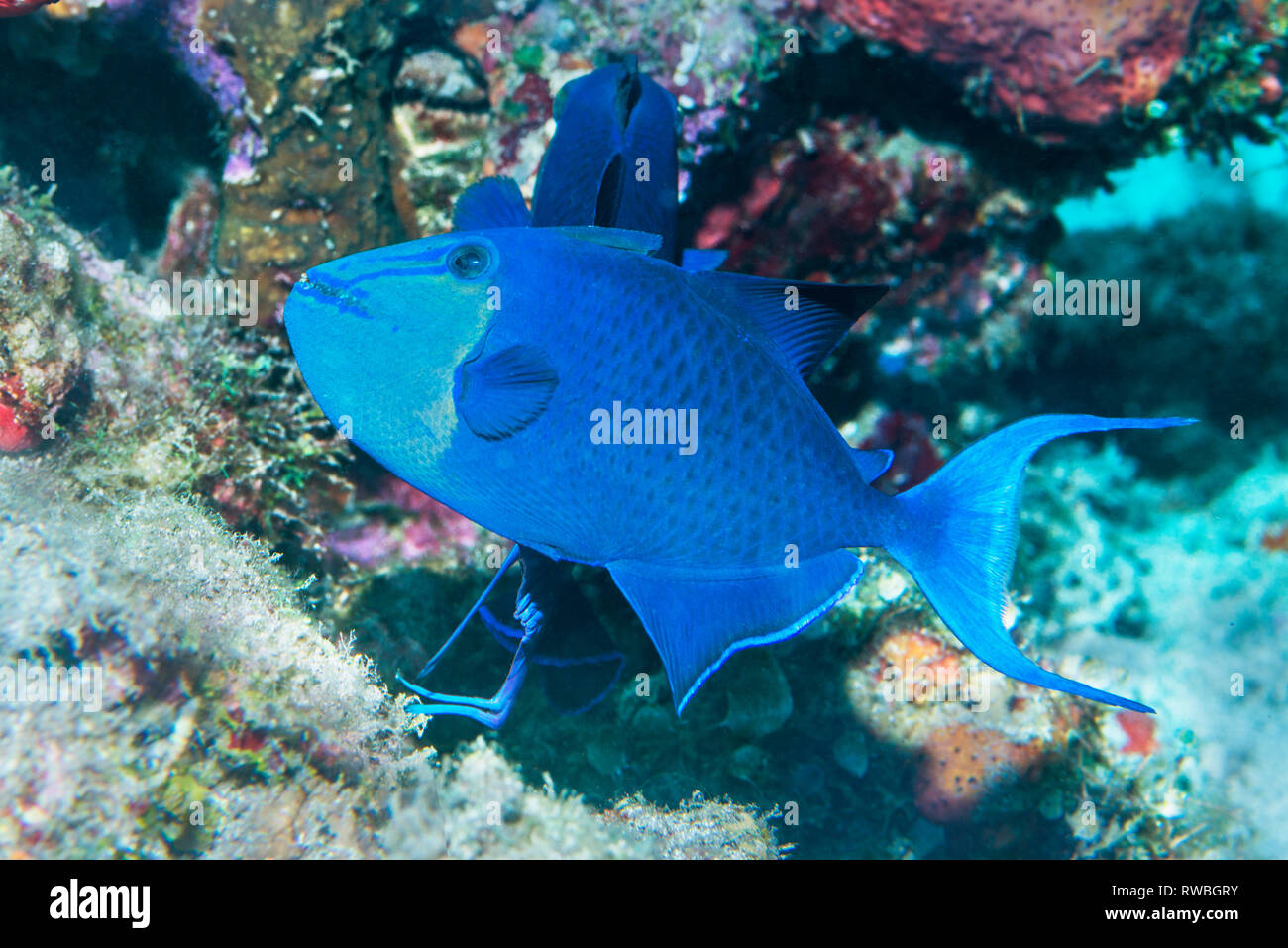 Redtooth triggerfish, Blue triggerfish [Odonus niger]. North Sulawesi ...