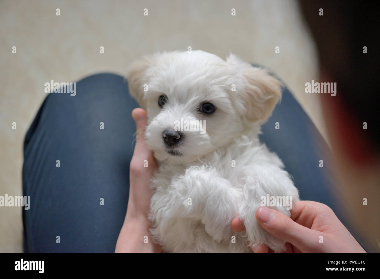 Maltese Boy High Resolution Stock Photography and Images - Alamy