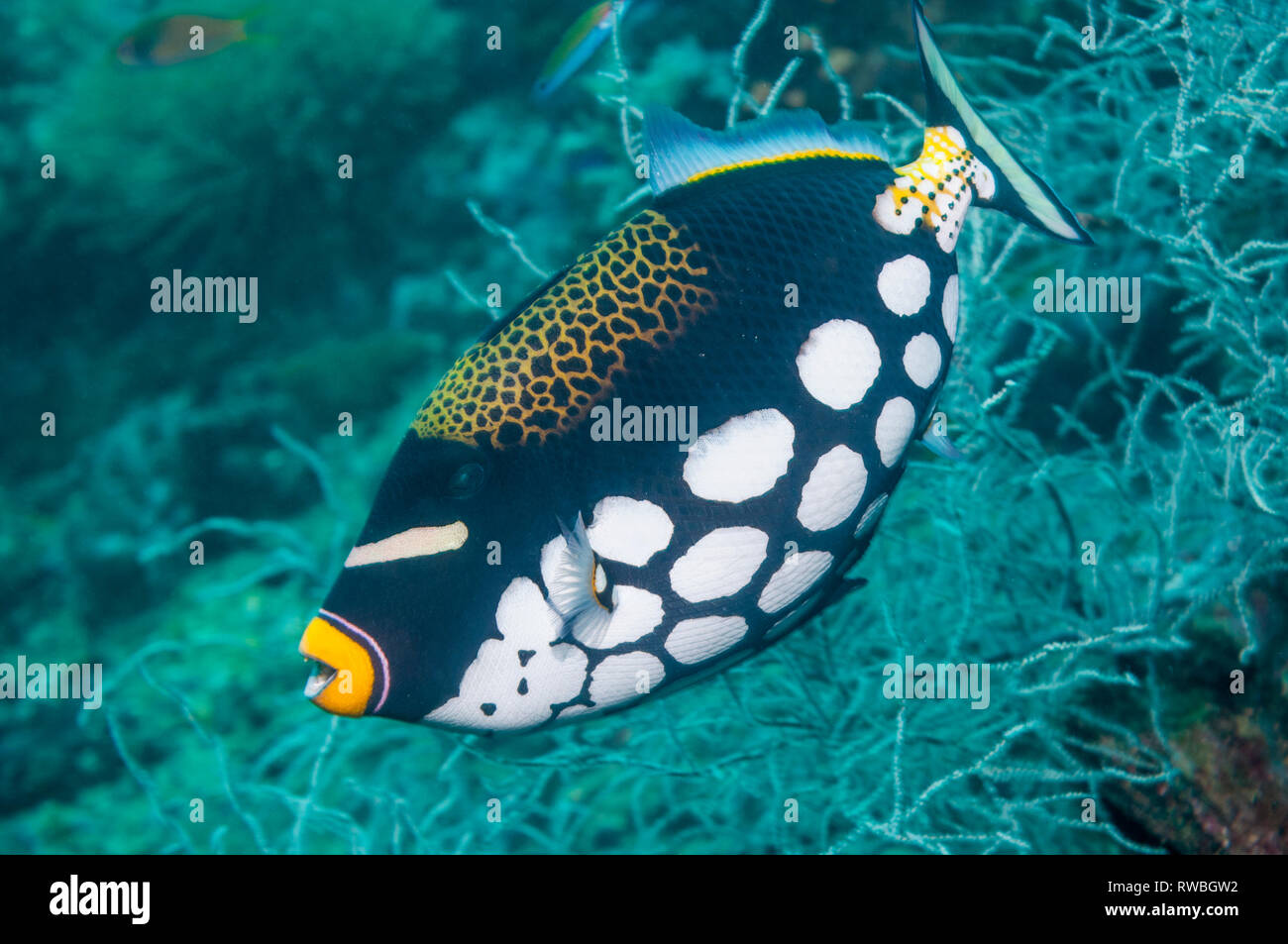 Clown triggerfish [Balistoides conspicillum]. West Papua, Indonesia ...