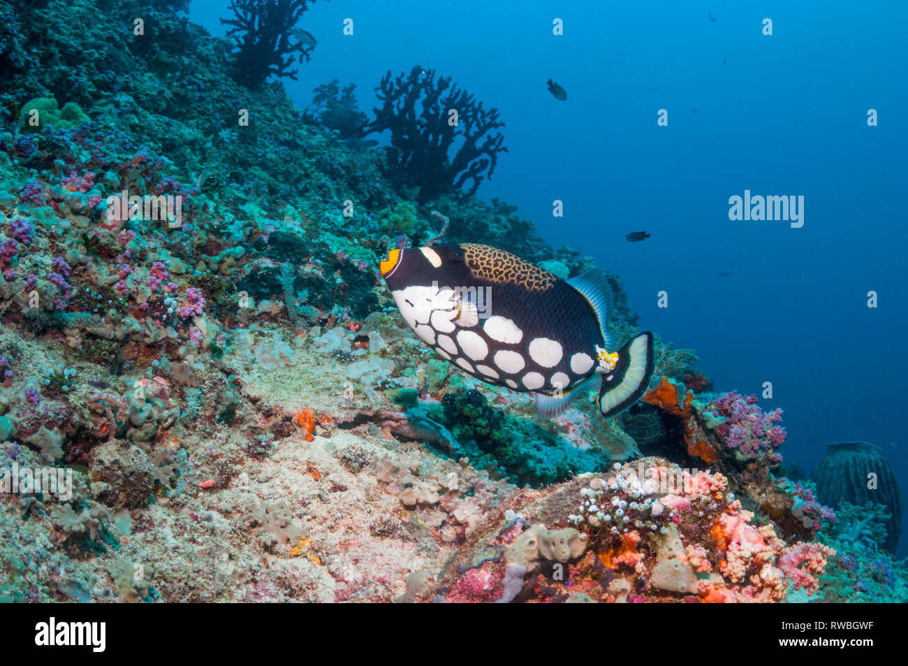 Clown triggerfish [Balistoides conspicillum]. West Papua, Indonesia ...