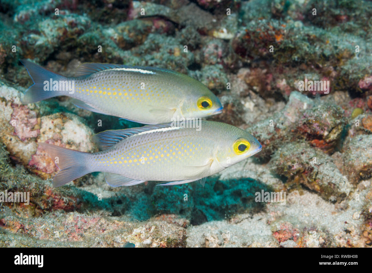 White striped monocle bream hi-res stock photography and images - Alamy