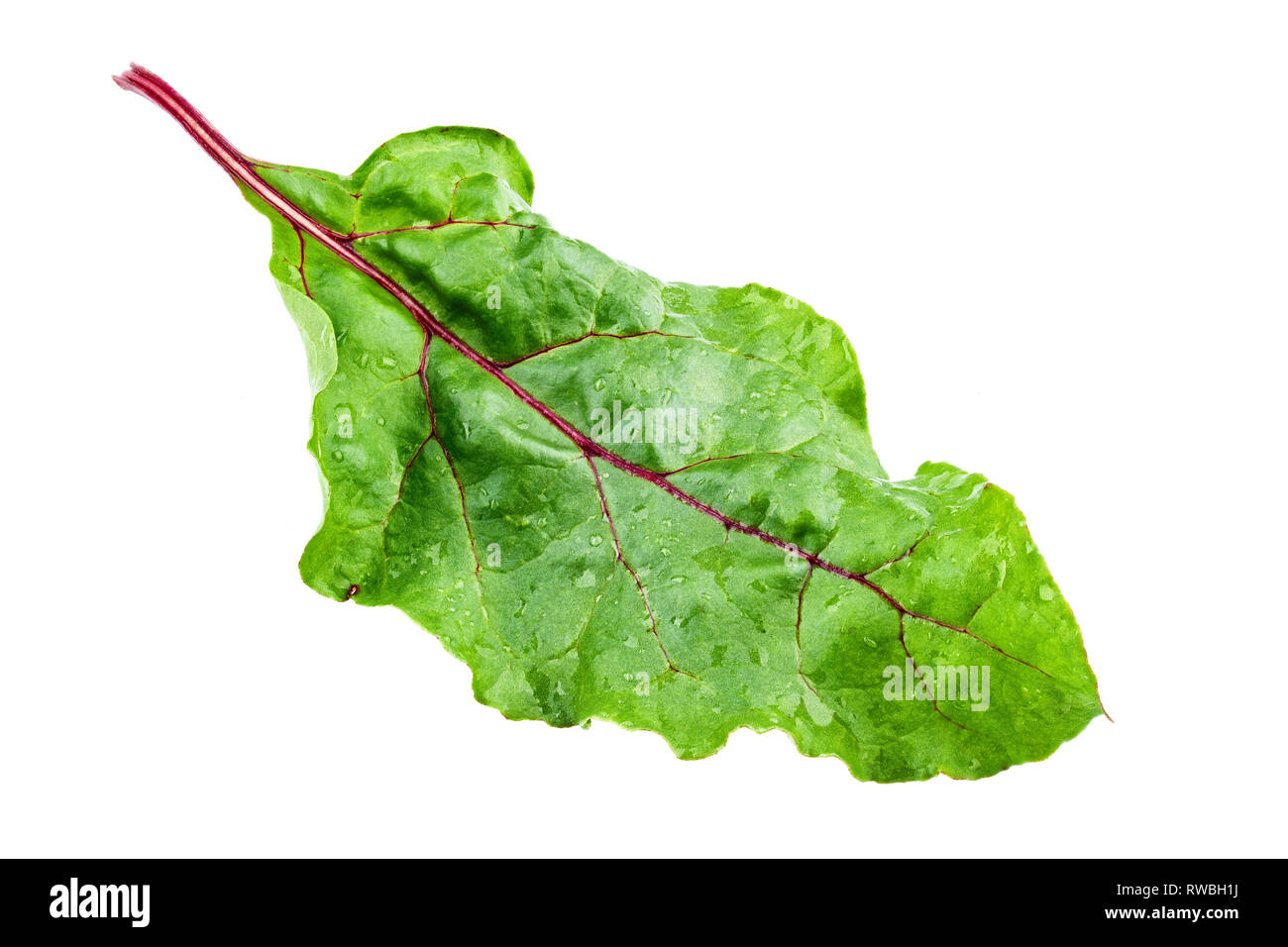 fresh beet leaf isolated on white background. clipping path Stock Photo ...