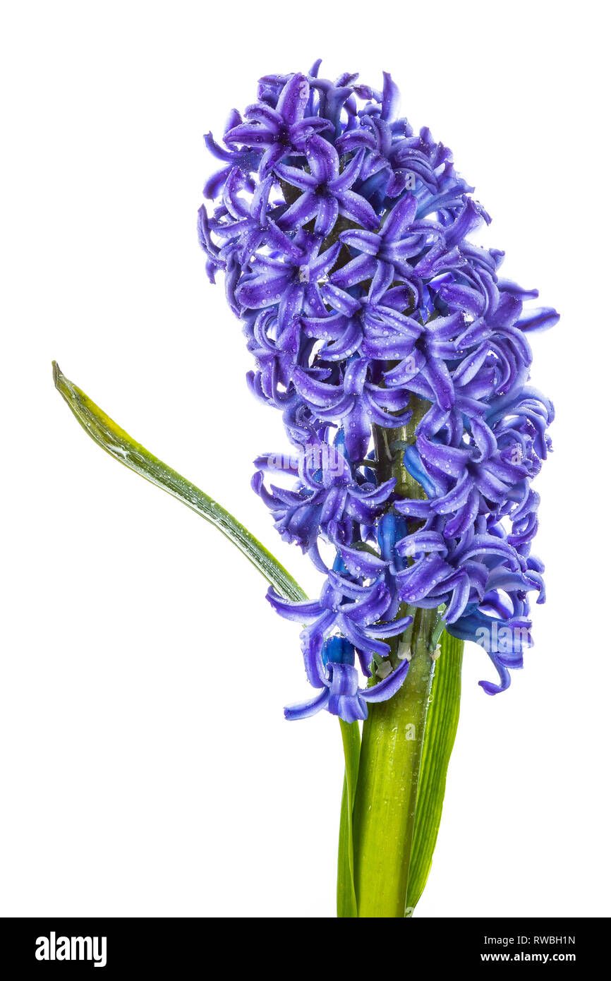 Blue move bloom hi-res stock photography and images - Alamy